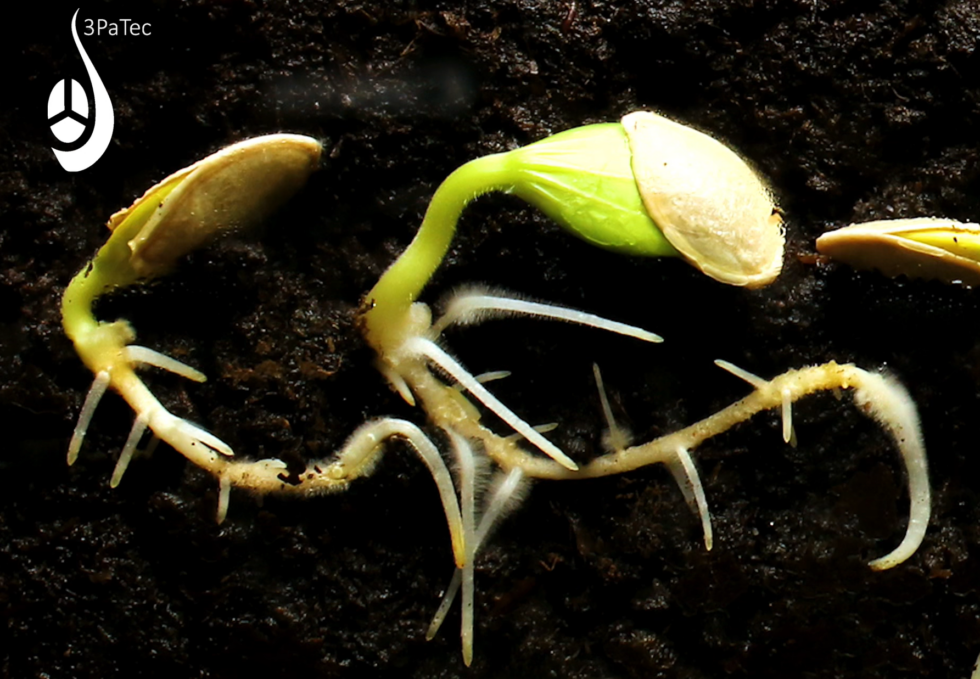 Three parents one plant | 3PaTec