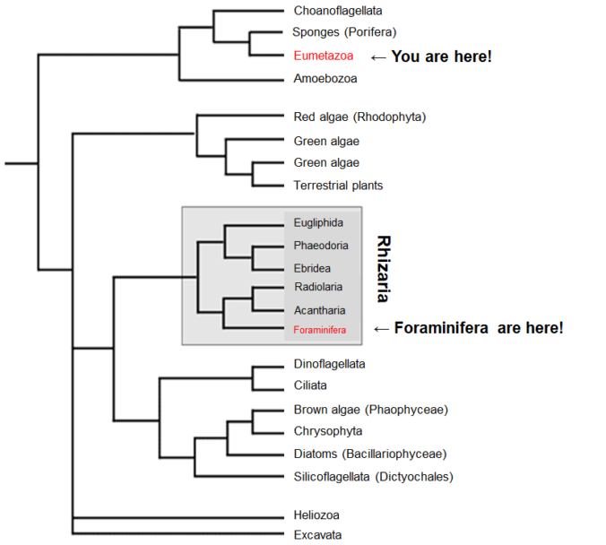 Foraminifera – A Hard Shell With a Soft Core – Science Blog der Uni Bremen